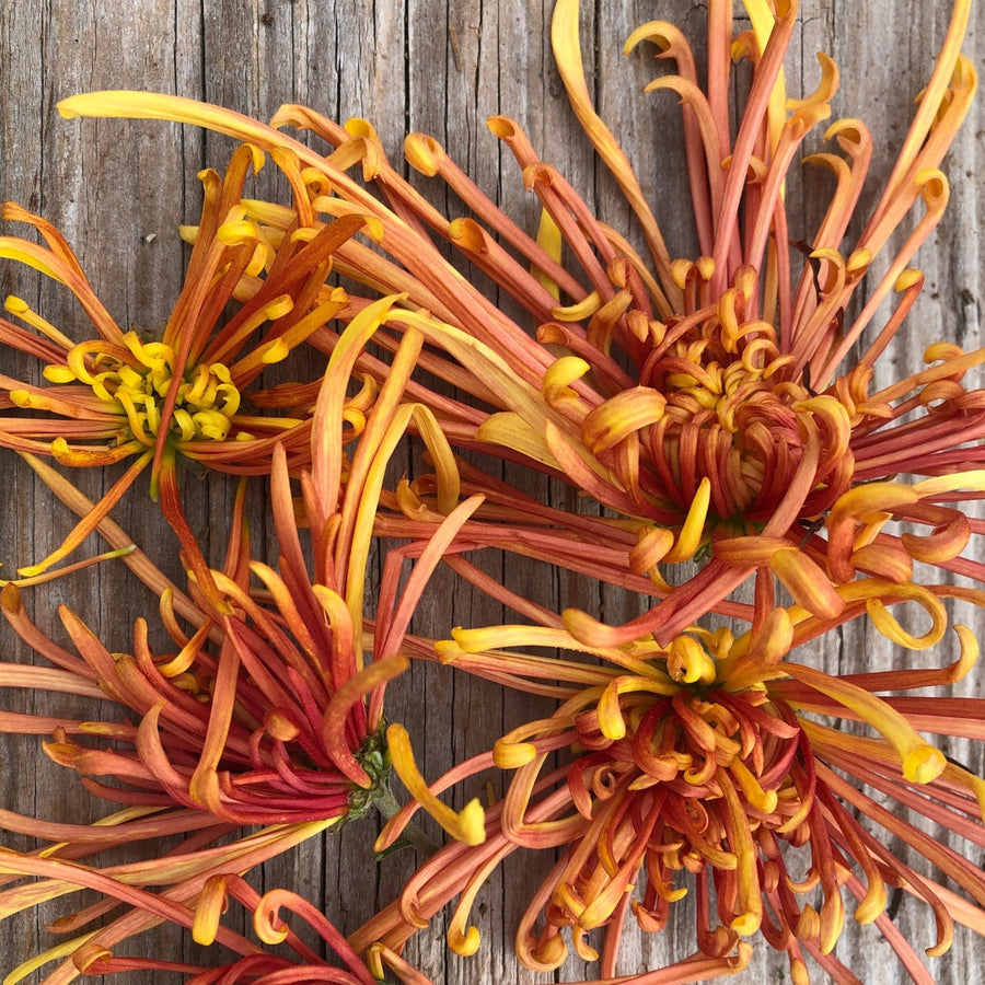 Heirloom Chrysanthemum Cuttings – 3 Porch Farm