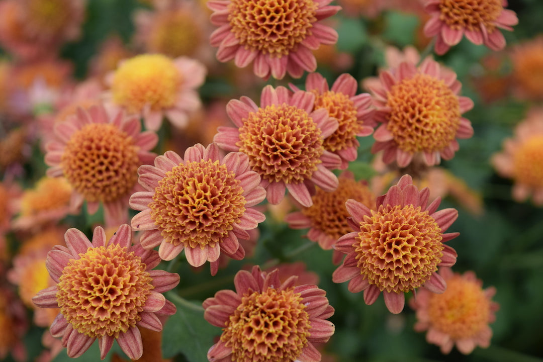 Bronze Fleece Mum – 3 Porch Farm