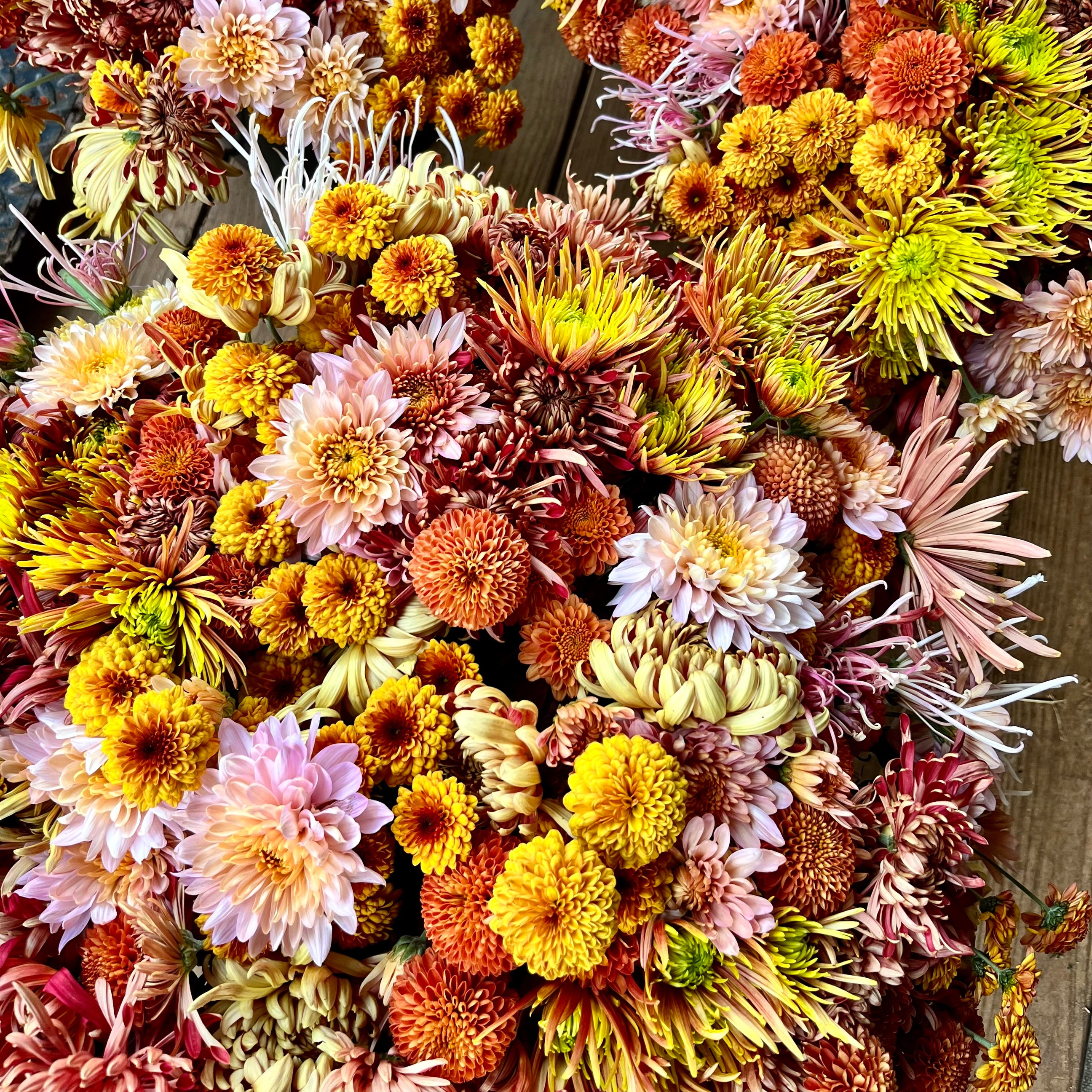 Heirloom Chrysanthemum Cuttings – 3 Porch Farm