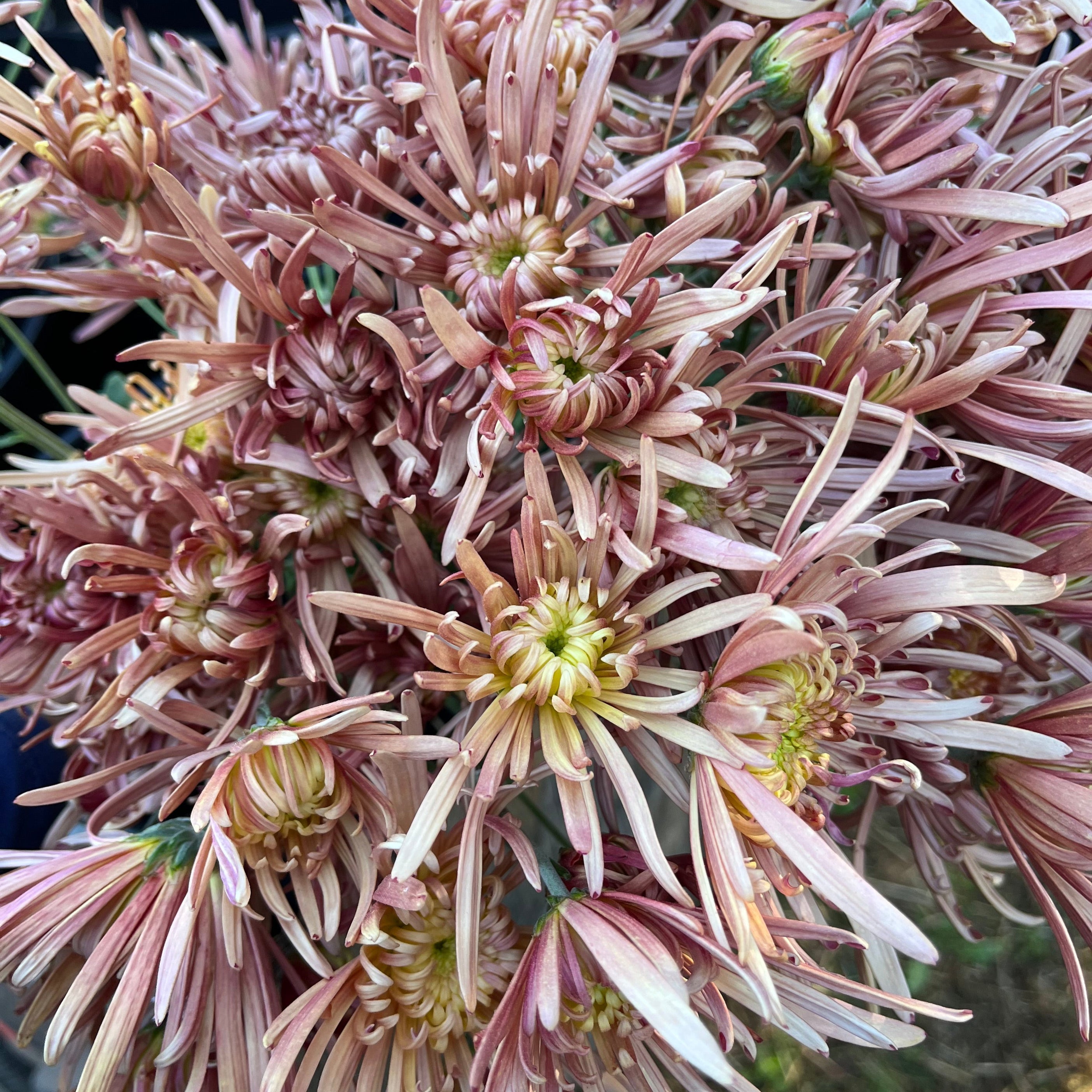 Mum Catalog – 3 Porch Farm