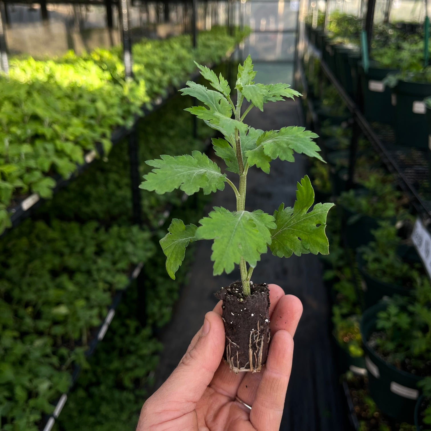 Heirloom Chrysanthemum Cuttings – 3 Porch Farm