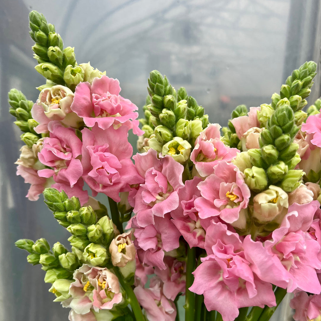 Snapdragon Care page – 3 Porch Farm