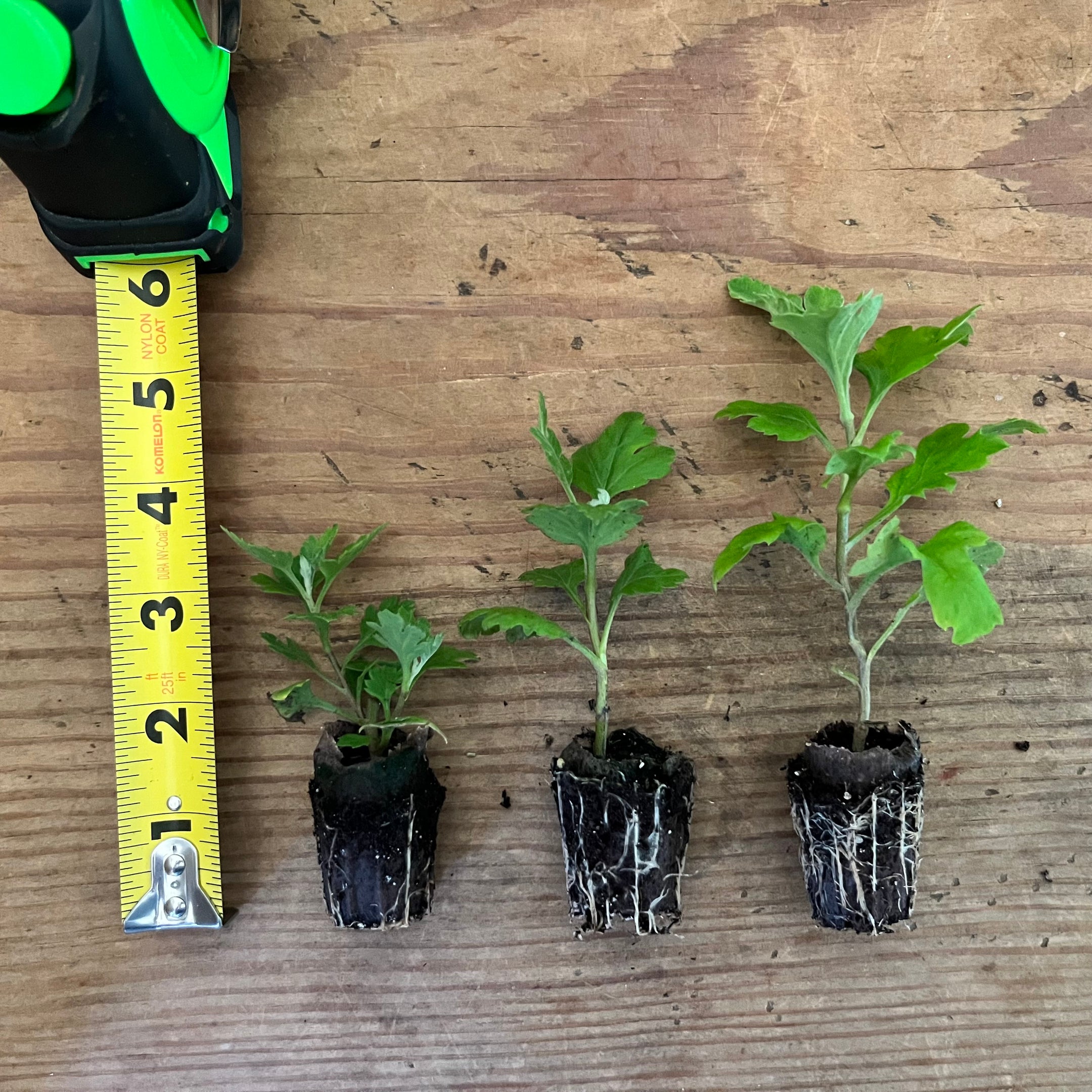 Heirloom Chrysanthemum Cuttings – 3 Porch Farm