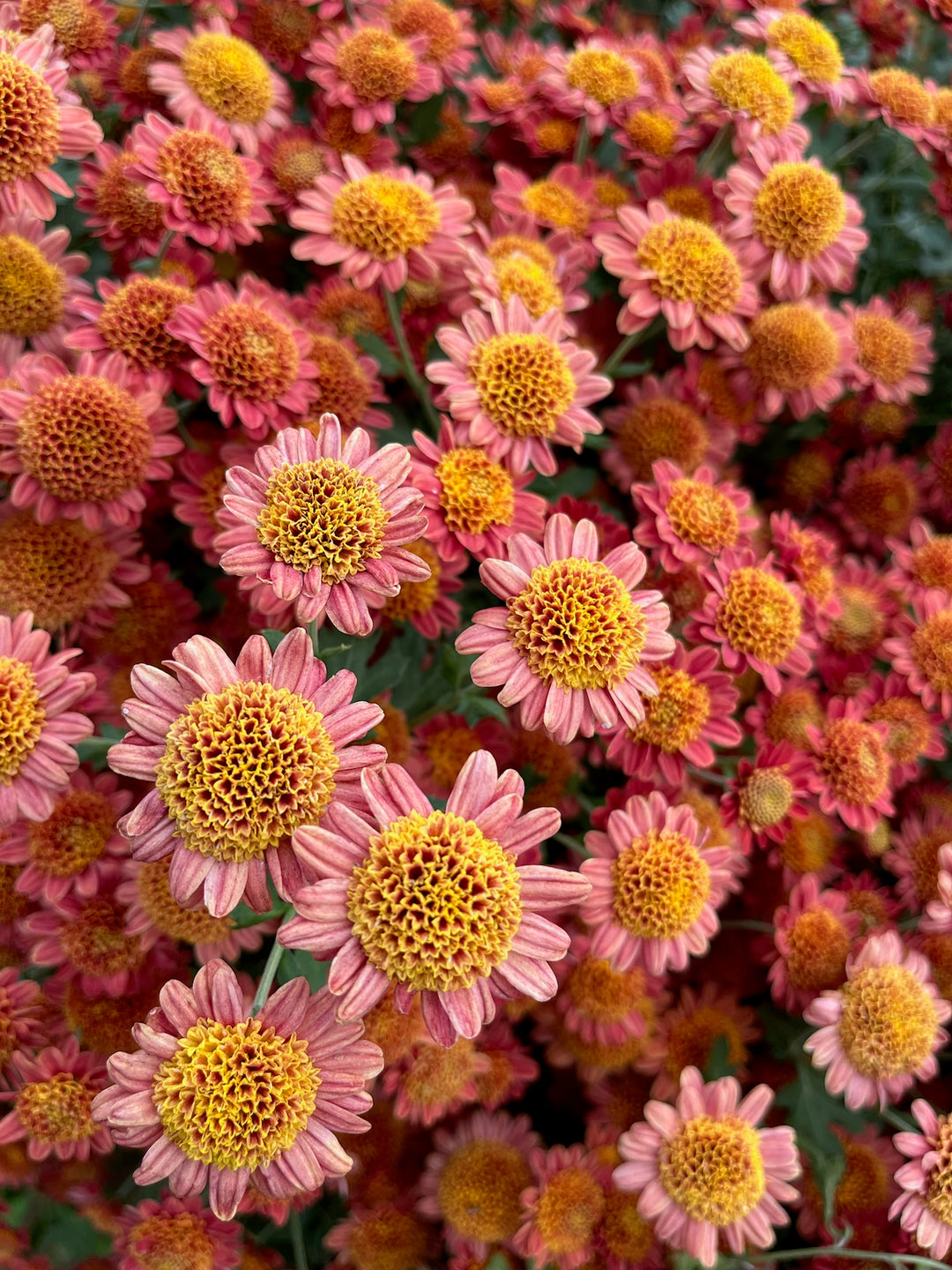Bronze Fleece Mum – 3 Porch Farm