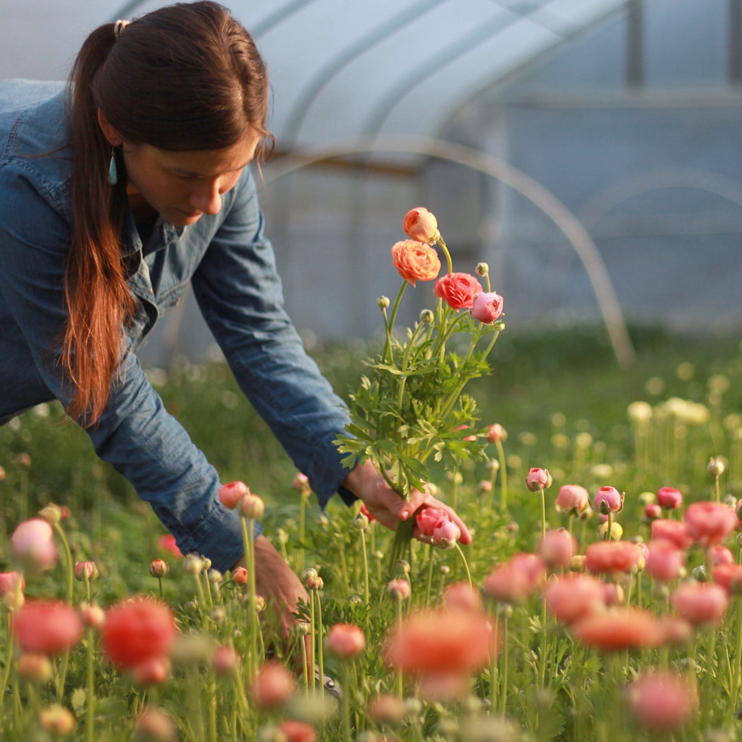 Our Story – 3 Porch Farm
