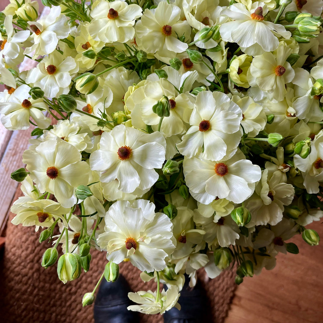 Butterfly Ranuculus Care Page – 3 Porch Farm