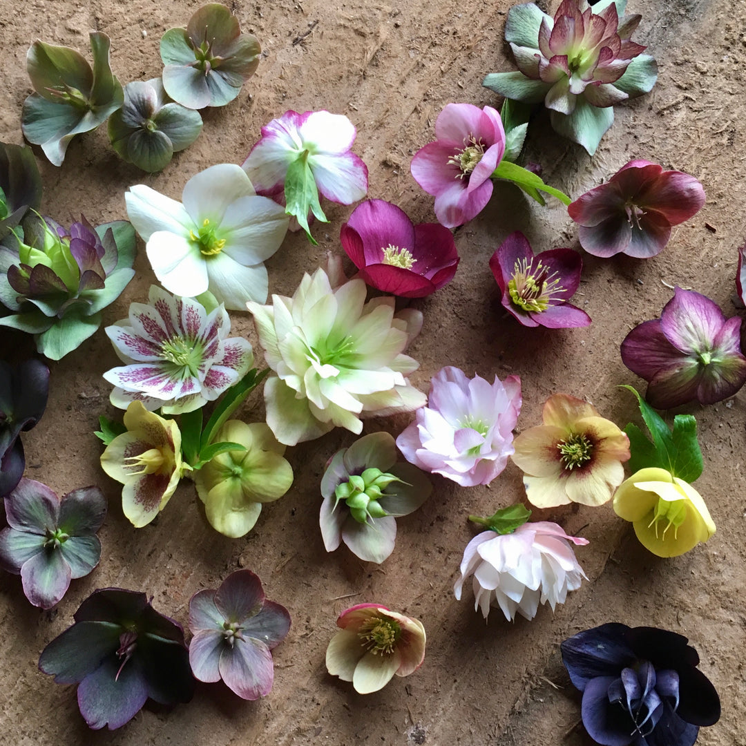 Hellebore Plug Information – 3 Porch Farm