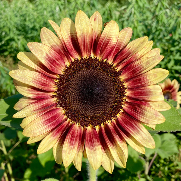 Sunflower ProCut® Red+Lemon Seeds – 3 Porch Farm