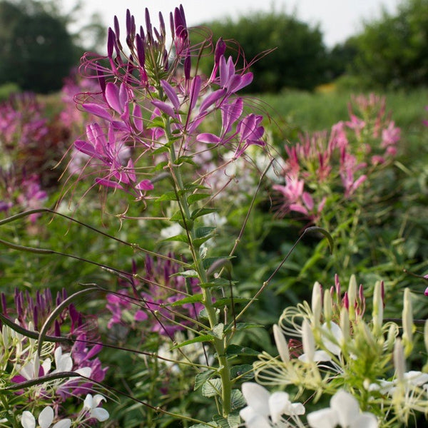 Cleome 'Queen Mix' Seeds – 3 Porch Farm