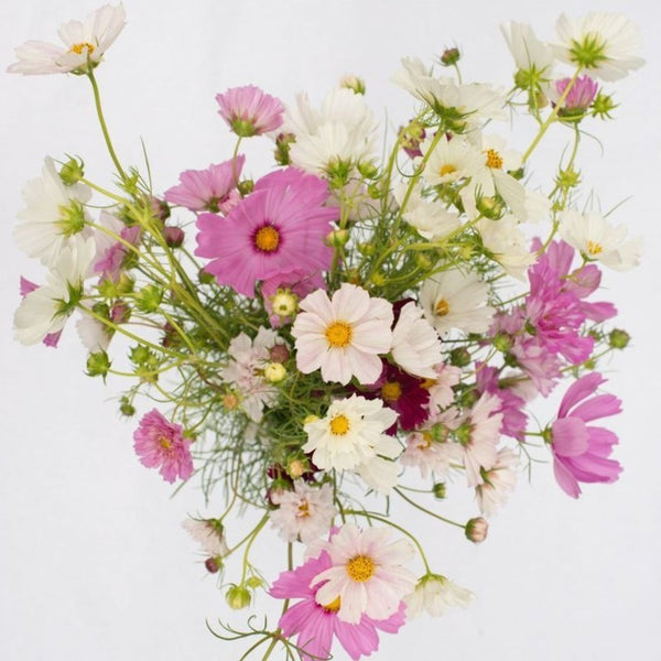 Cosmos 'Versailles' Mix Seeds – 3 Porch Farm