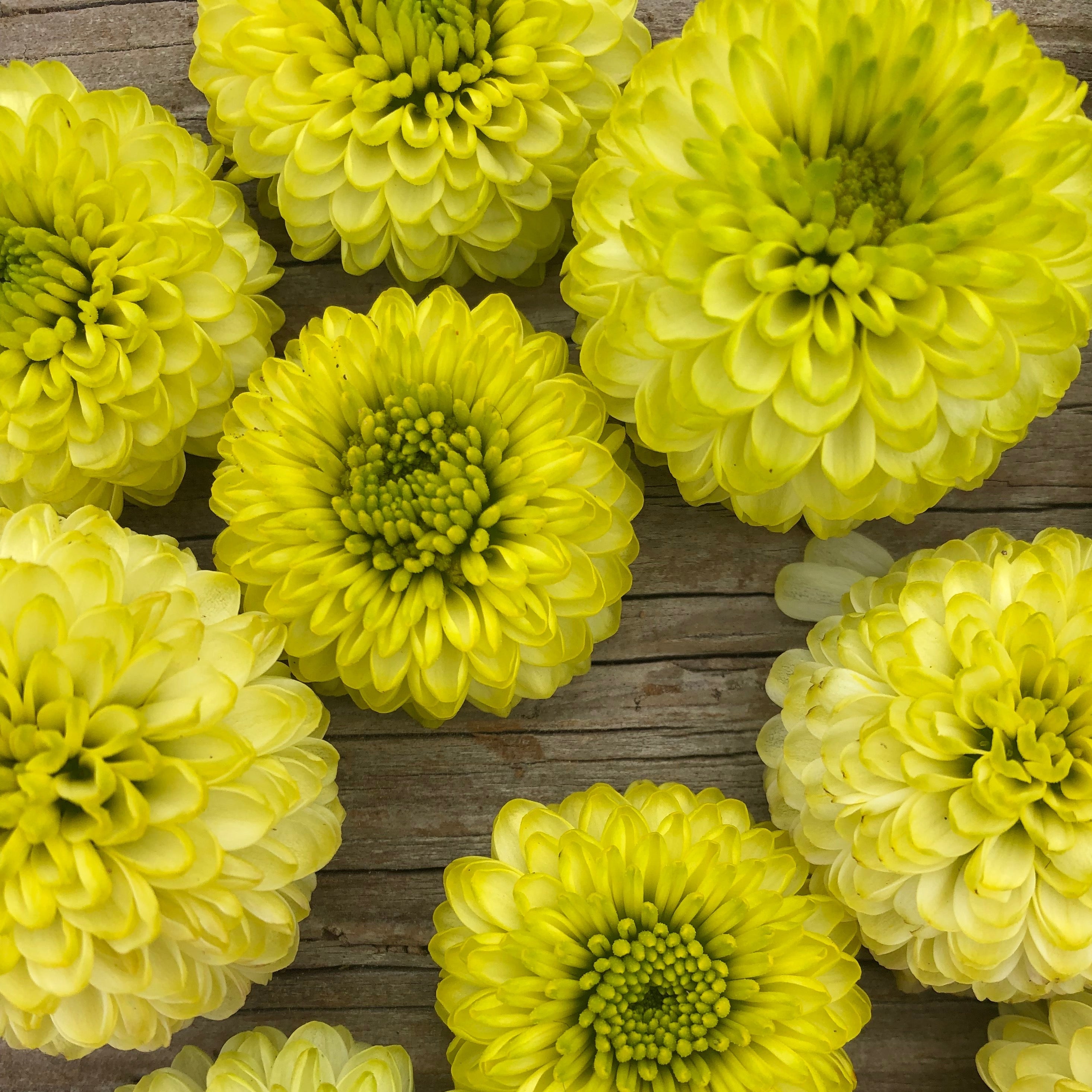 Kermit Mum – 3 Porch Farm