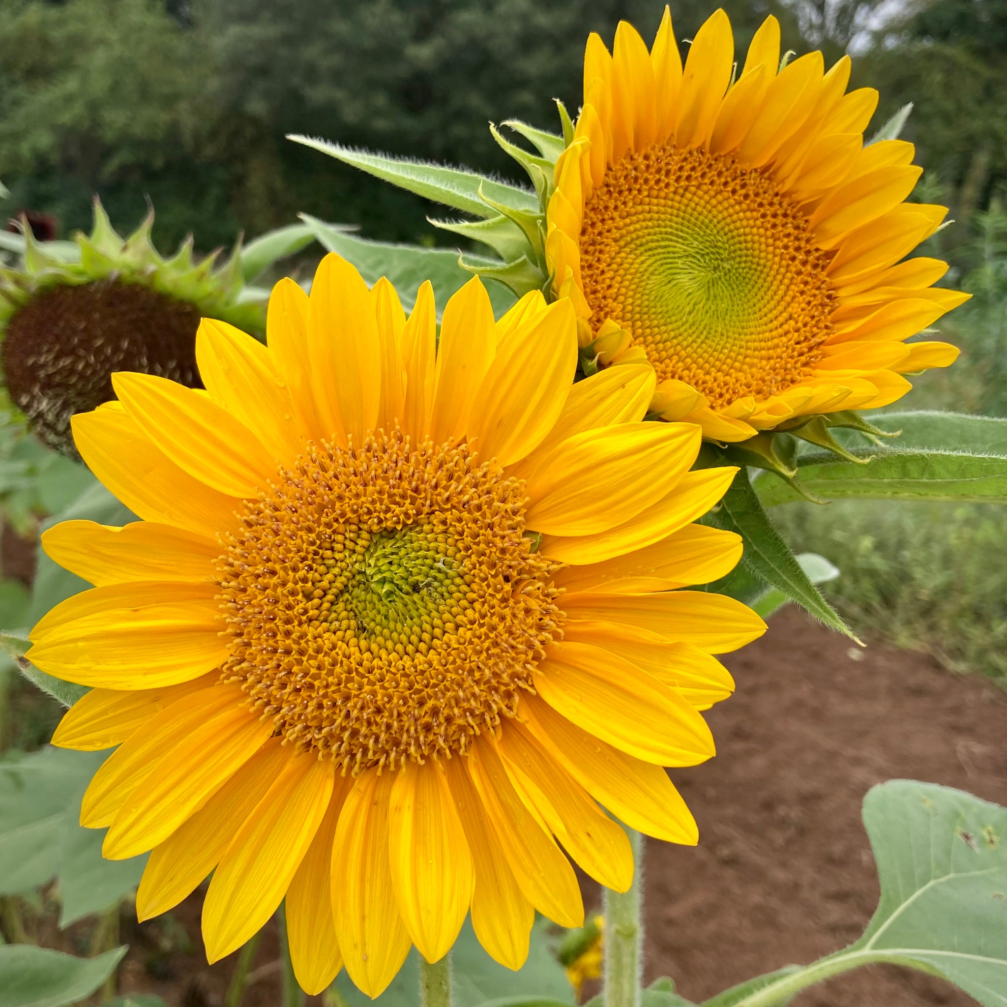 Sunflower 'Sunrich Gold' Seeds – 3 Porch Farm