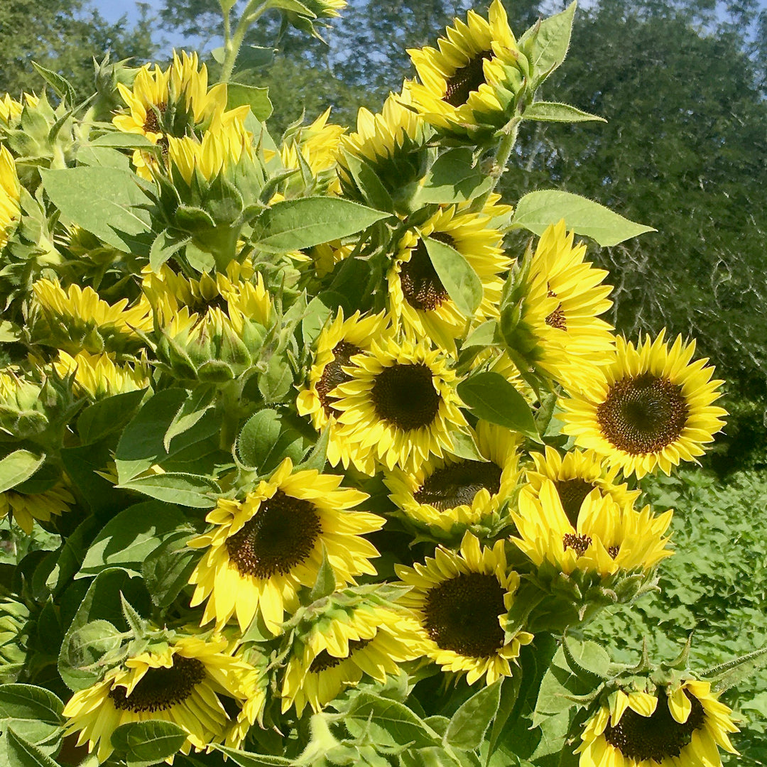 Sunflower 'Sunrich Summer Limoncello' Seeds – 3 Porch Farm