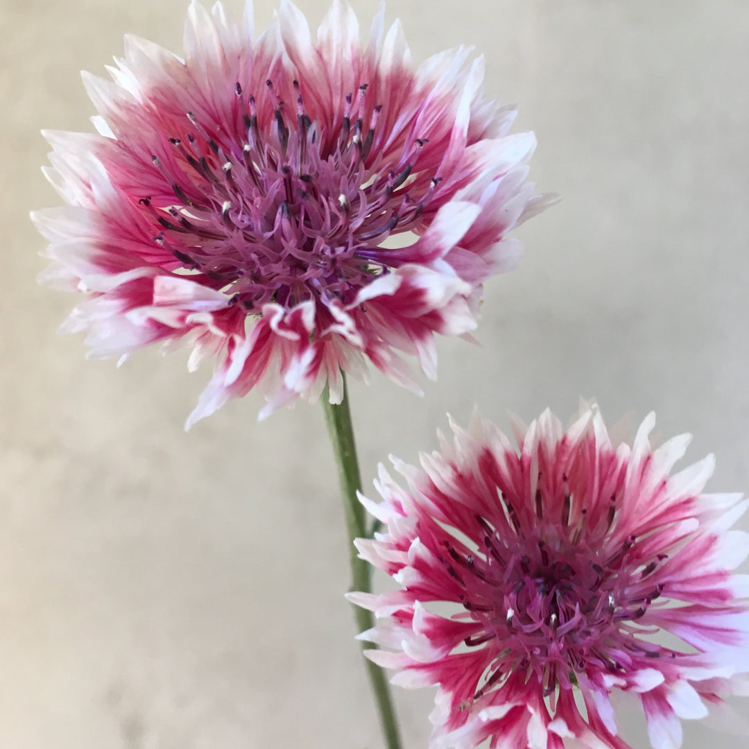 Bachelor's Buttons 'Classic Romantic' Seeds – 3 Porch Farm