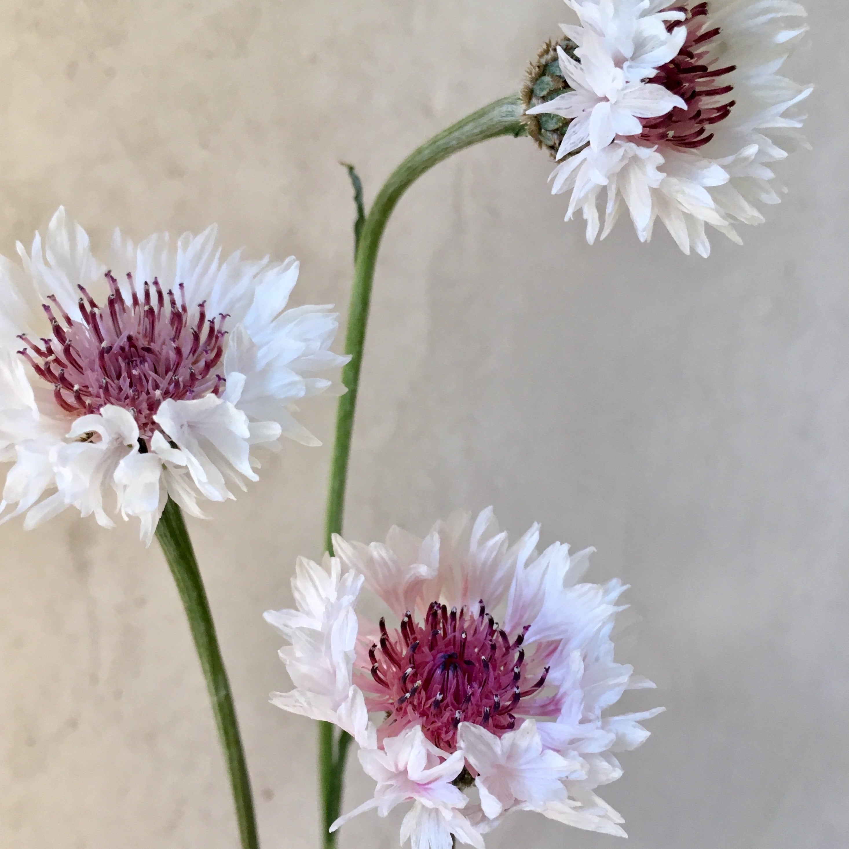 Bachelor's Buttons 'Classic Romantic' Seeds – 3 Porch Farm