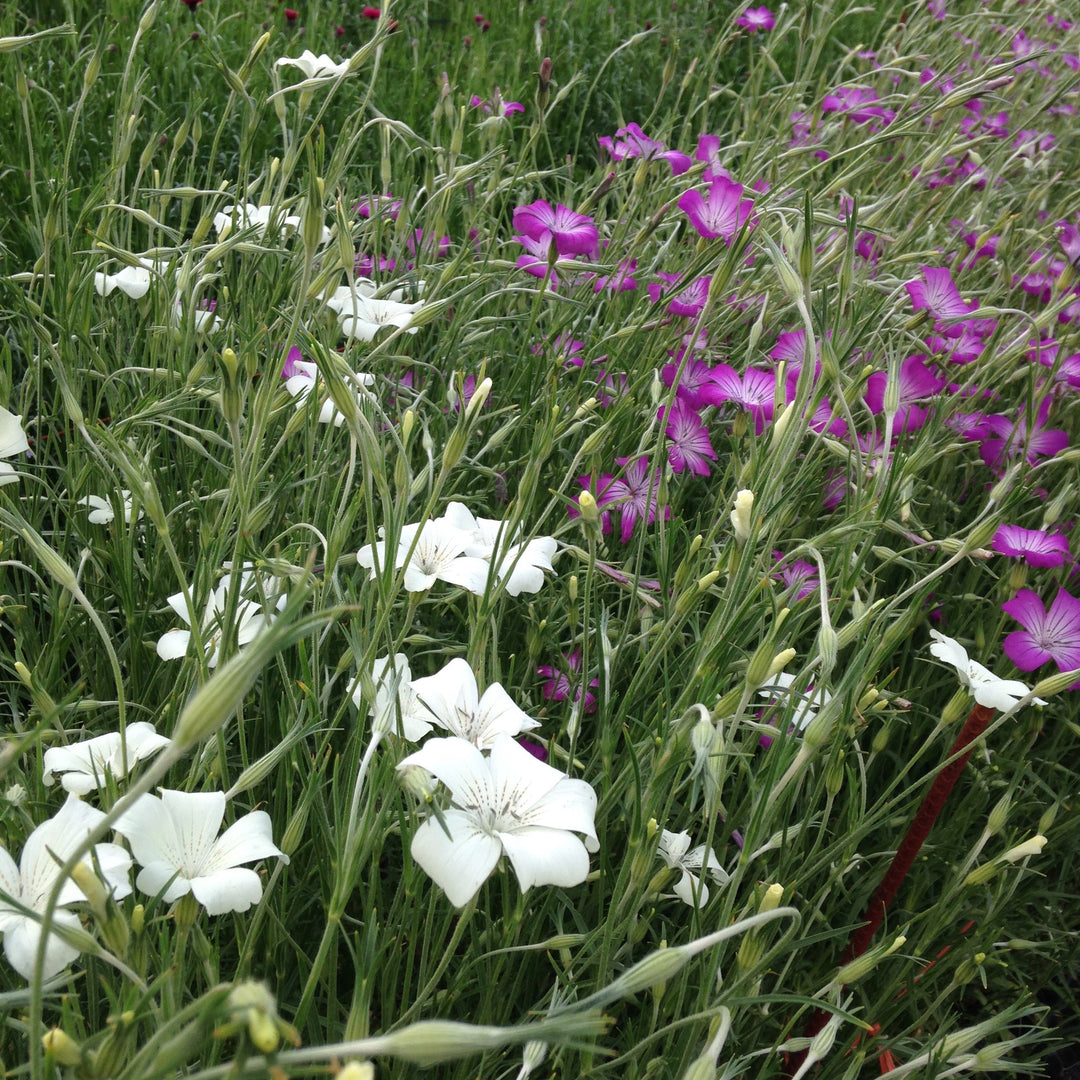 Agrostemma 'Corncockle Mix' Seeds – 3 Porch Farm
