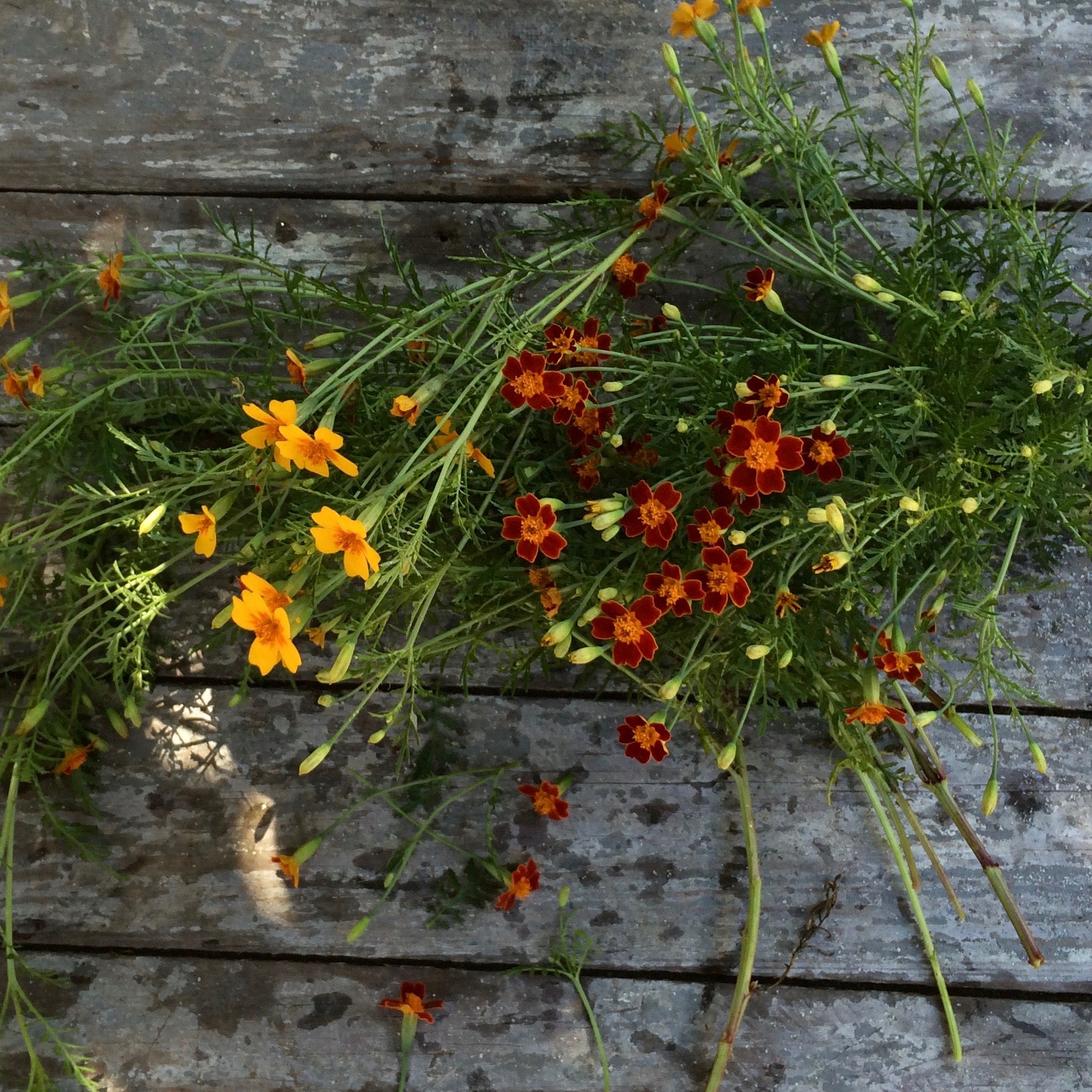 Marigold 'Gem Series Mix' Seeds – 3 Porch Farm